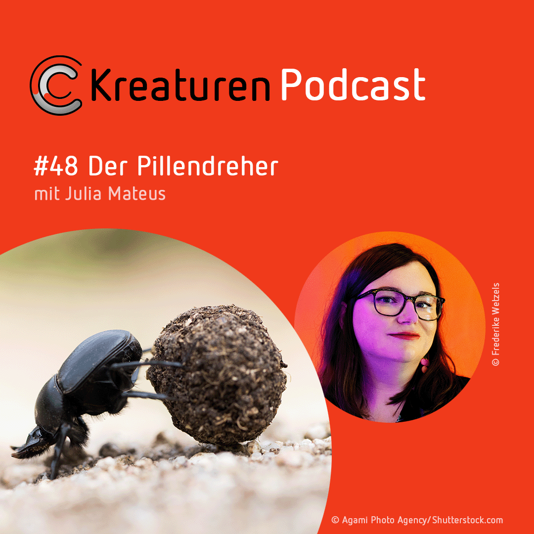 Kreaturen-Podcast – Folge 48: Der Pillendreher mit Julia Mateus ...